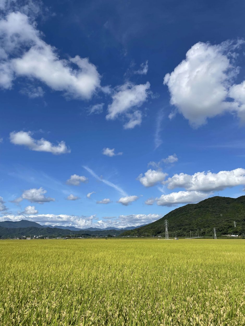 おにぎり協会クイズ【お米を知ろう！】Vol.555「収穫したお米」 | おにぎりJapan – 一般社団法人おにぎり協会